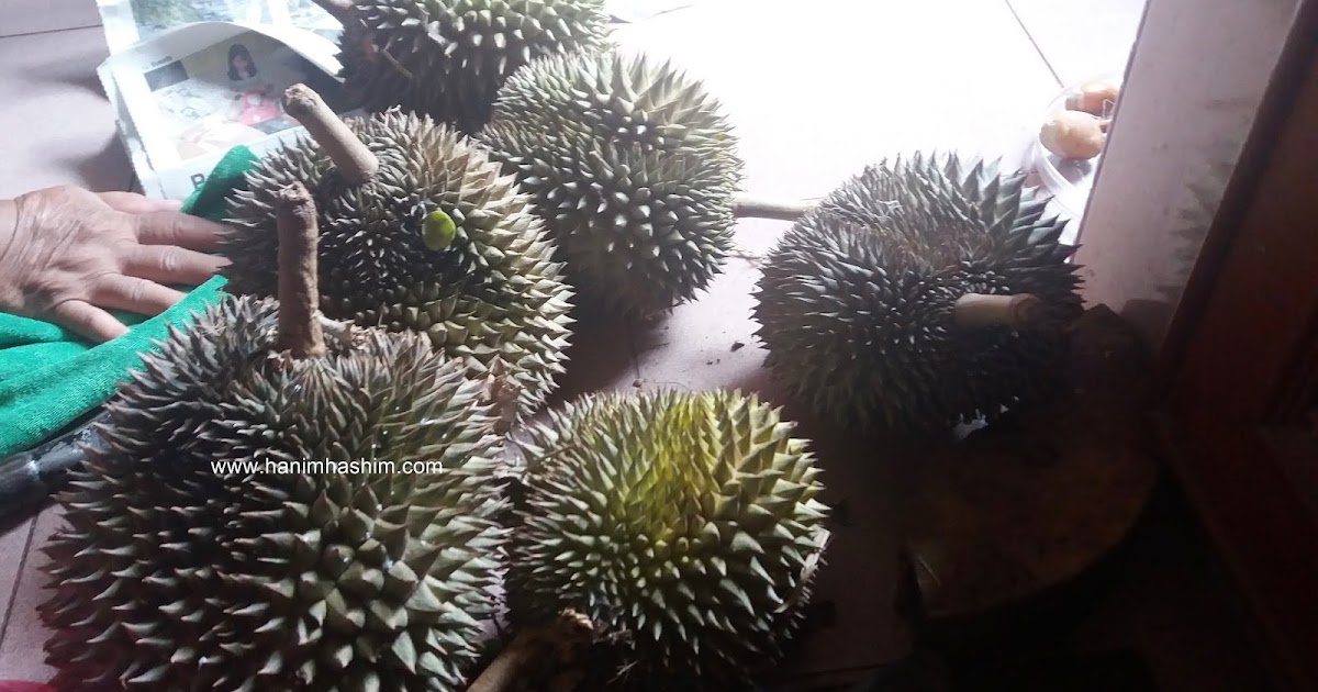 47+ Rambutan Kuning, Untuk Mempercantik Hunian