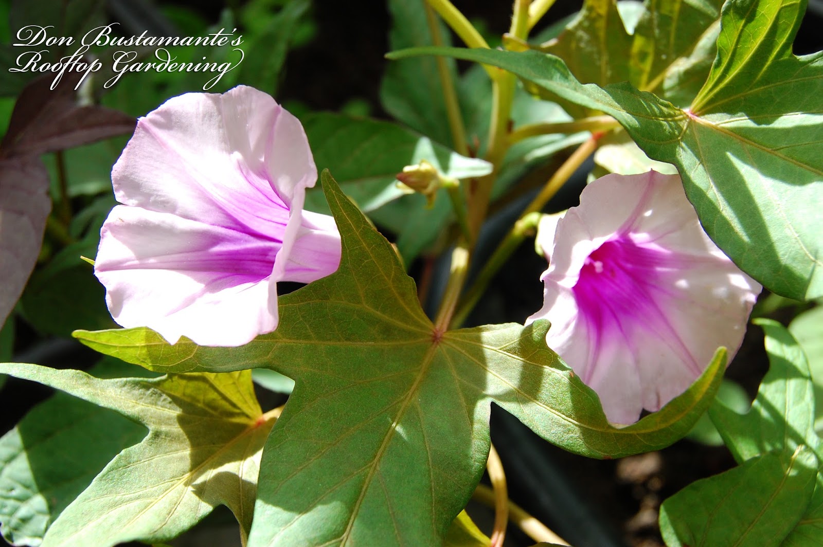 Don Bustamante's Rooftop Garden: Camote Tops In Mountain Dew