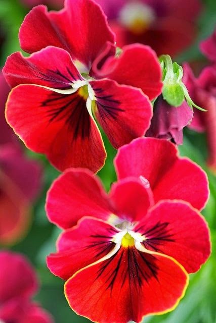 Red Pansies ~ Photos Hub