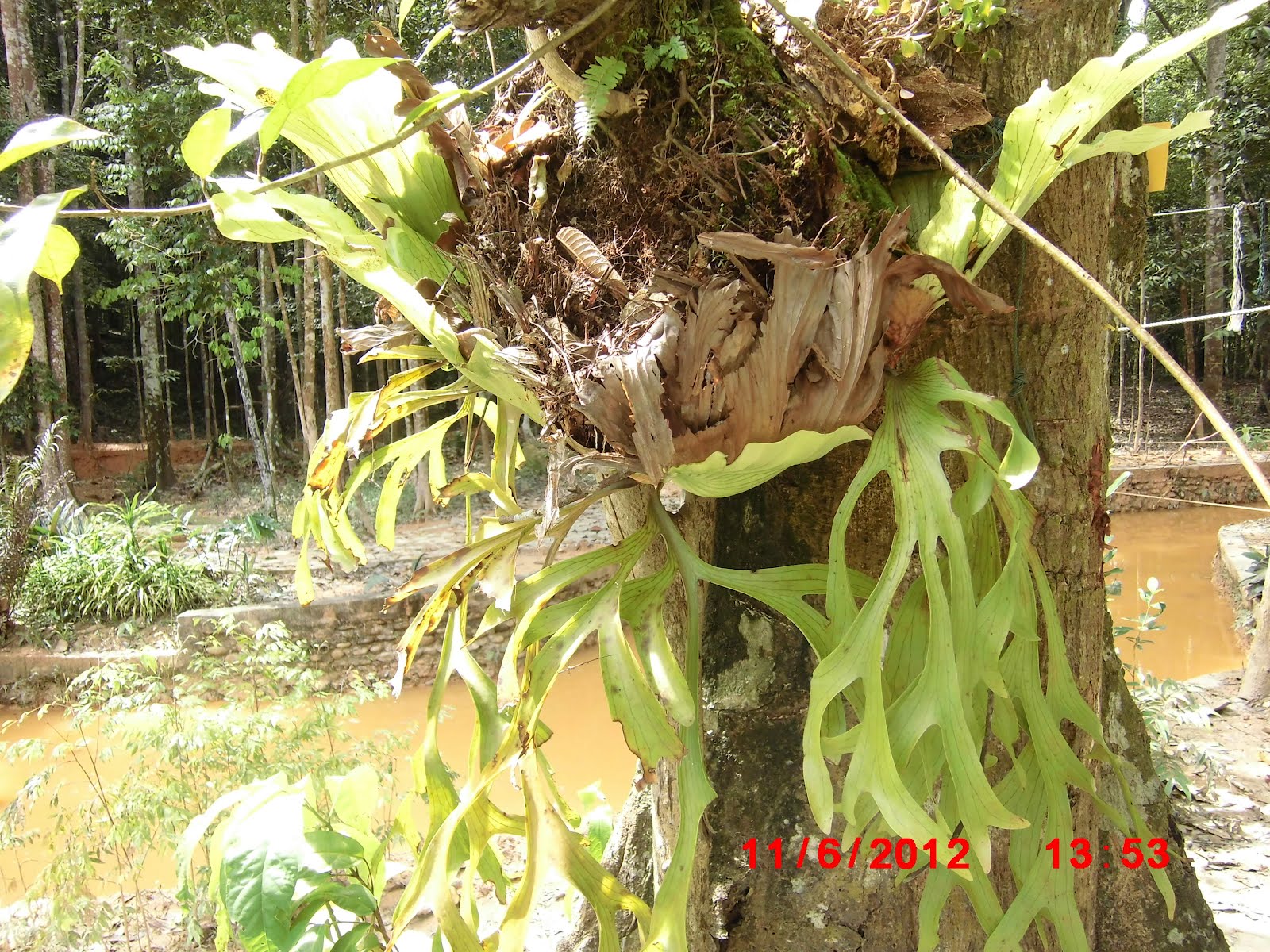 Keanekaragaman Paku-pakuan ~ Cagar Biosfer Giam Siak Kecil - Bukit Batu