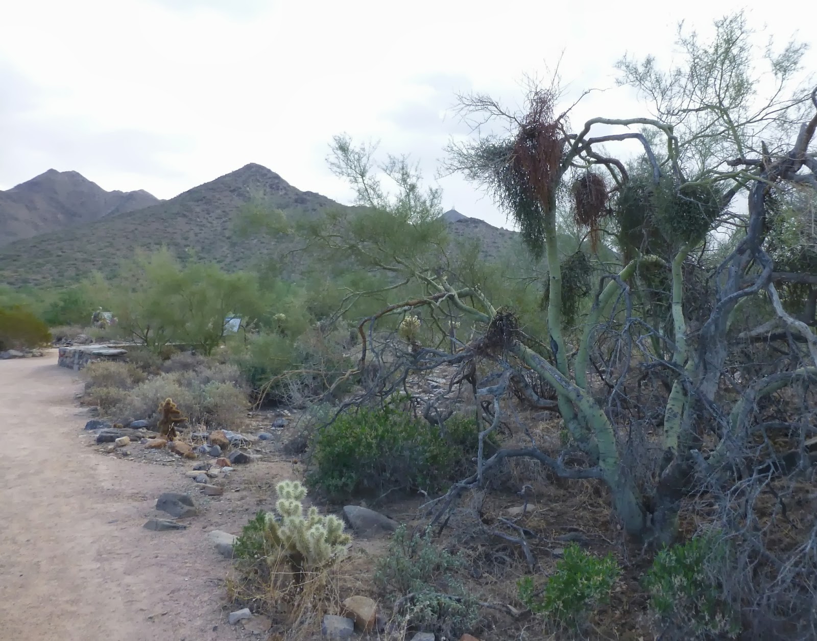 Hundewanderer.com: Hiking: McDowell Sonoran Preserve, Gateway Loop Trail