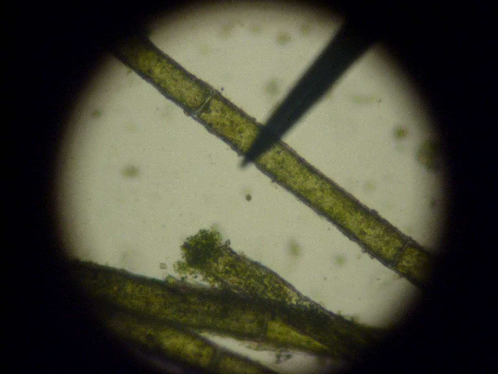 Biological Thinking: Green Algae