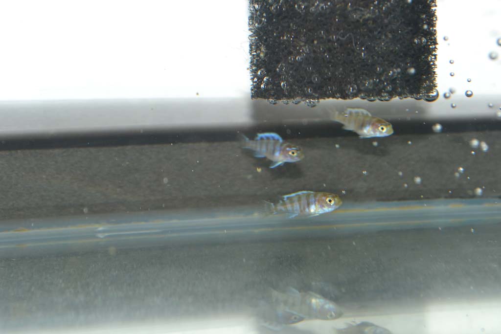 Artan's Blog: 2 Weeks old blue baby African Cichlid