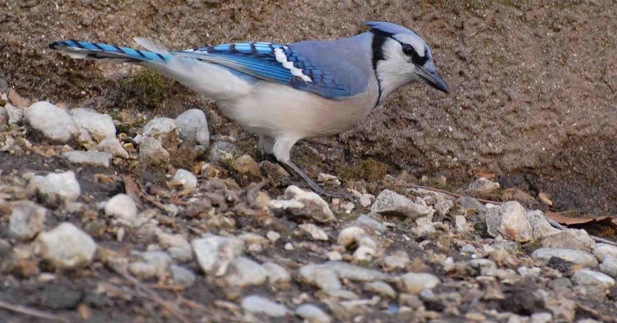 Urban Wildlife Guide: Sheldon Cooper's Bird