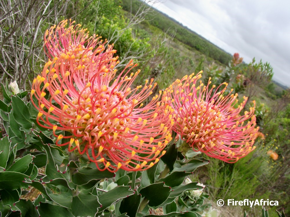 Flowers: Leucospermum