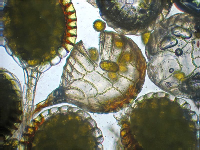 la breda in rete: Botanica in giardino - FELCI