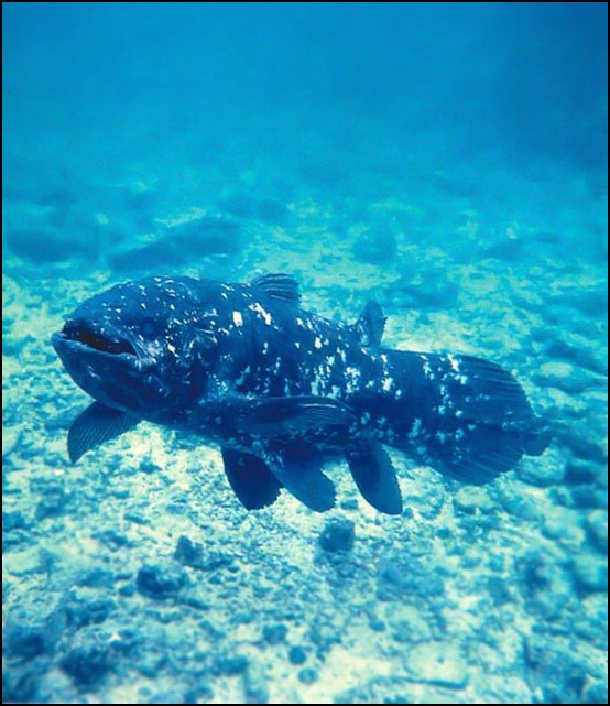 Celacanto
