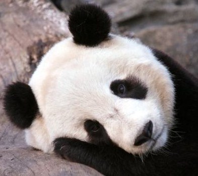 Trolls I'm so upset! I'm such a sad panda now :( - story in comments ...