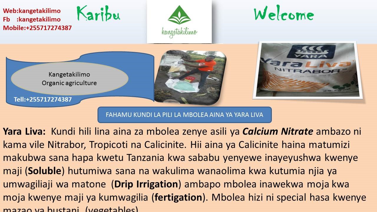 Kangetakilimo: KILIMO BORA CHA BAMIA NA KANGETAKILIMO