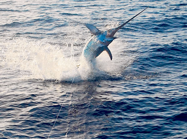 Phenomena Mis3: Ikan todak langgar Singapura