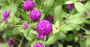 Mengenal Bunga Kenop (Adas-adasan), Ciri-ciri dan Manfaatnya Bagi Kesehatan