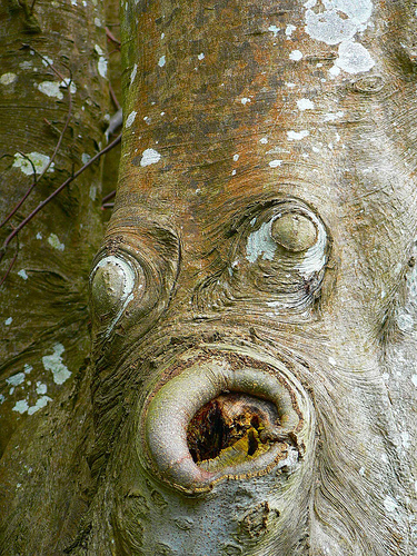 FUN TO BE BAD: Trees Have Faces