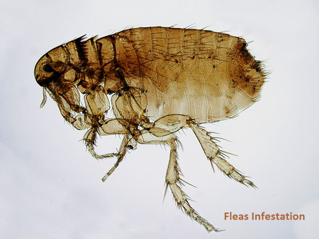 Pest Control Flea Infestation | Pest Control