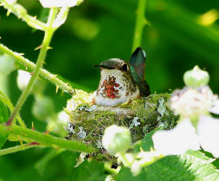 BARRY the BIRDER: Baby hummingbird ~ one day old