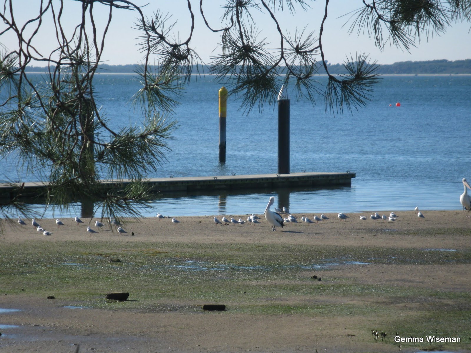 MORNINGTON PENINSULA DAILY: by the bay...