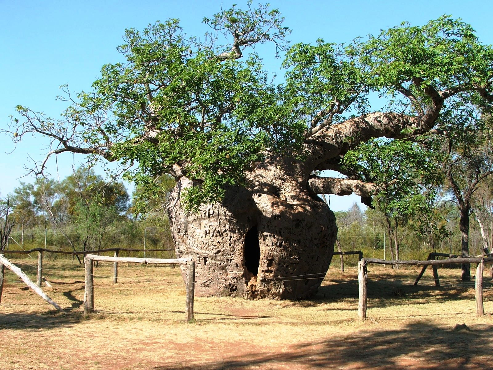 Postie and Sue: Boab Prison Tree