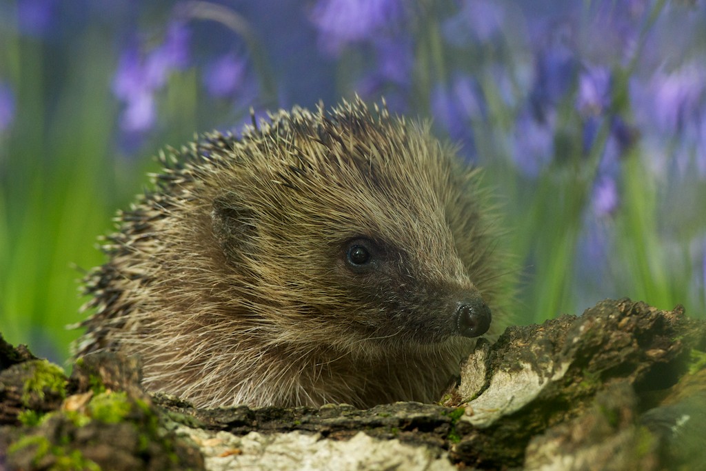 British Wildlife Centre ~ Keeper's Blog: Hedgehog; British National Emblem