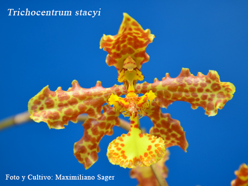 Grupo Orquideófilo del Norte Santafesino: Trichocentrum stacyi