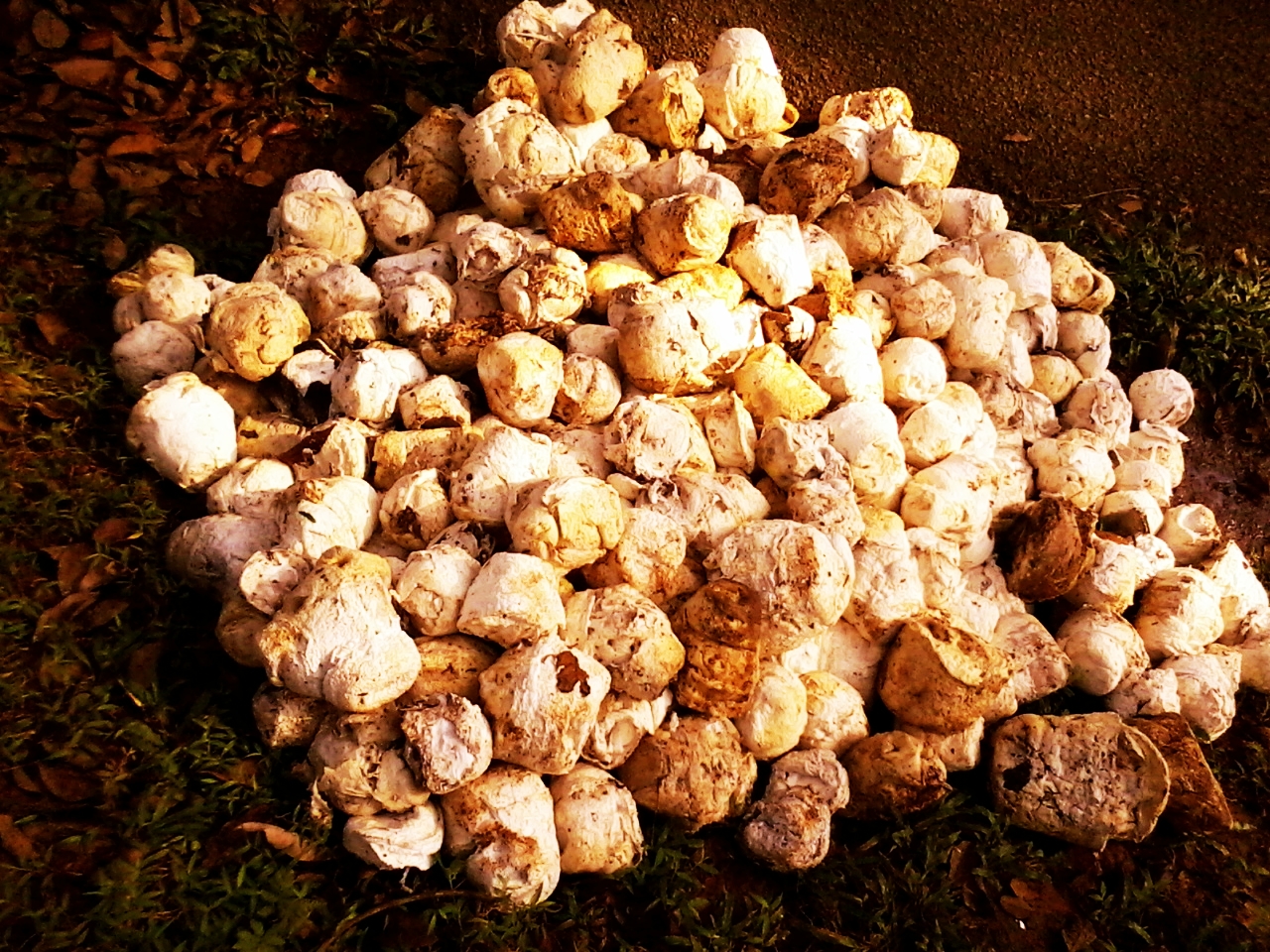 My New Me: Getah Skrap