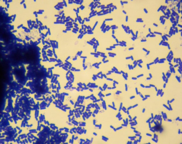 Morfologi, Sifat Gram