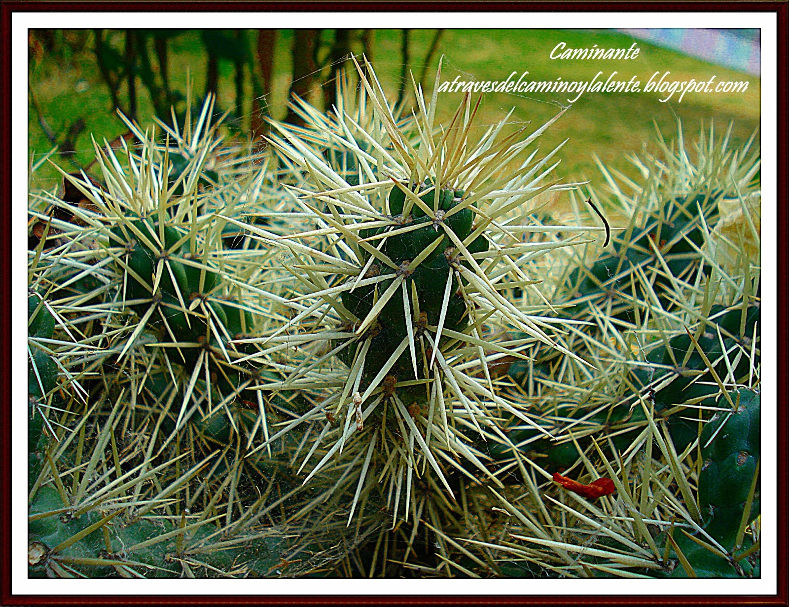 A través del camino y la lente: CACTUS CON GRANDES ESPINAS