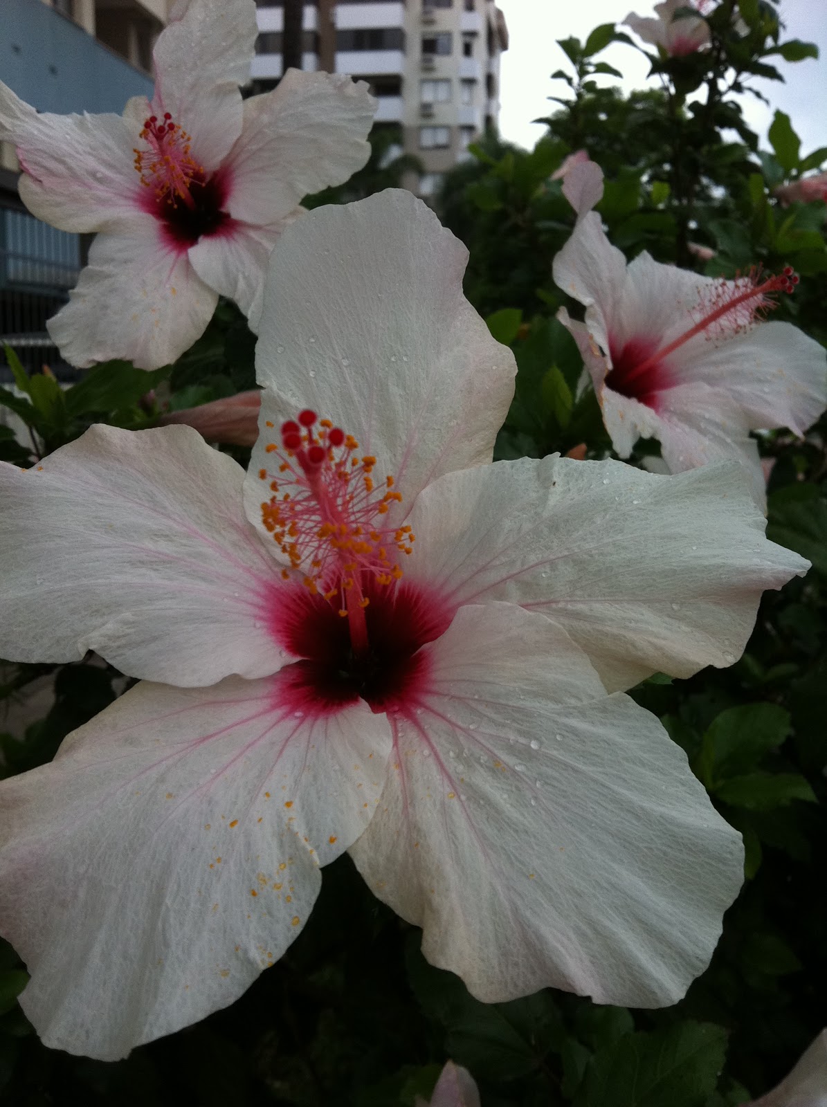 BIOLOGIA PARA A VIDA : DIVISÃO ANGIOSPERMAS