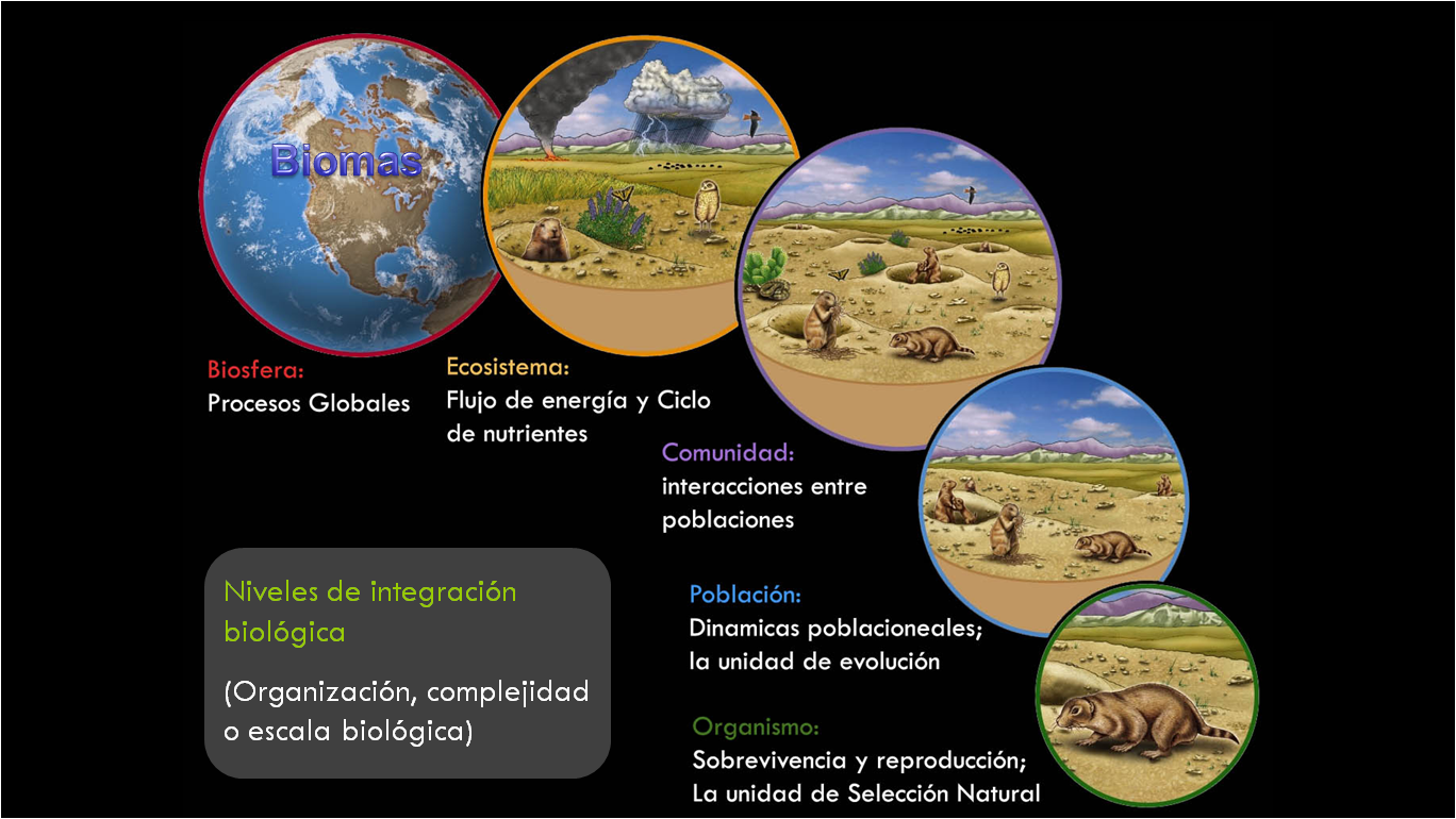 Ecología
