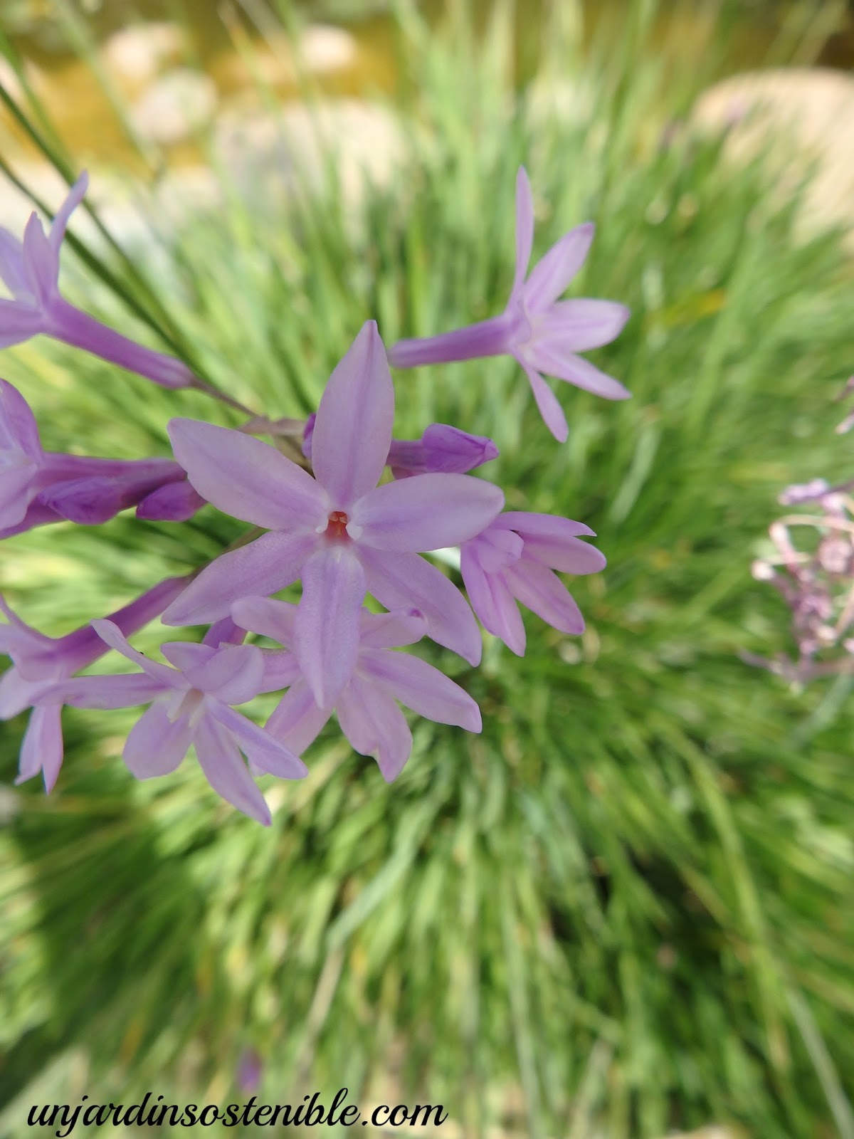 Tulbaghia violácea (Tulbagia).