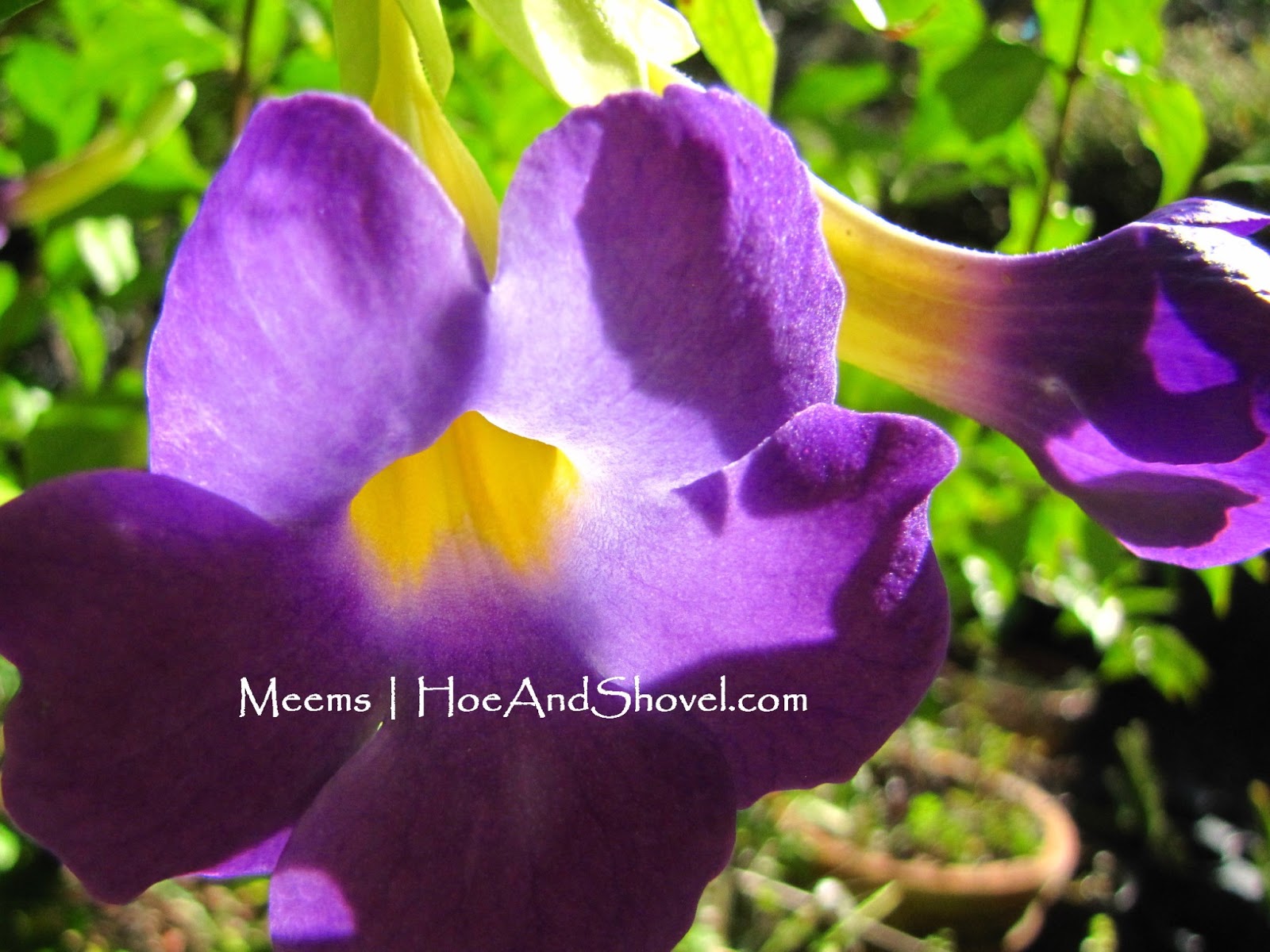 Hoe and Shovel: January's Bright and Cheerful Flowers