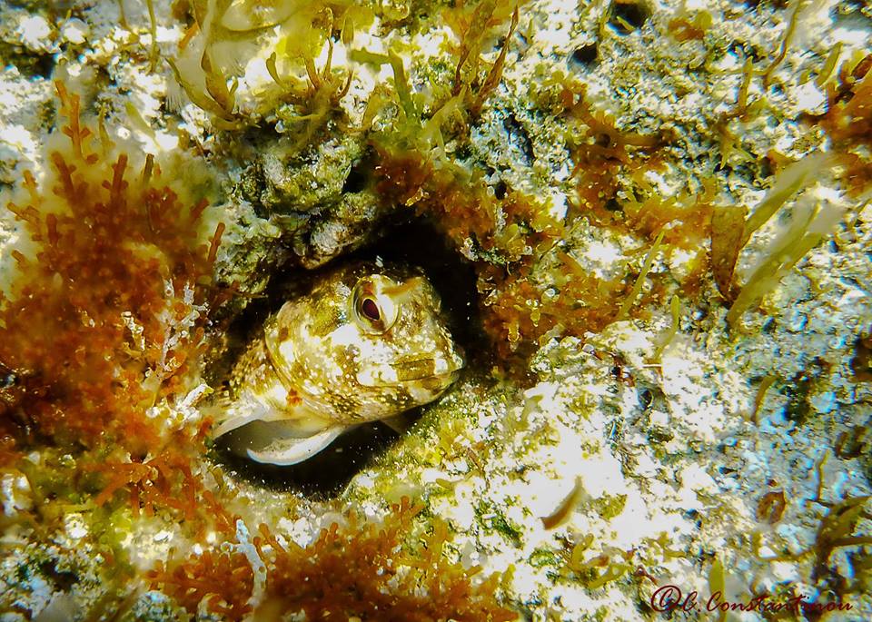 Biodiversity of Cyprus by NGO Protection of the Natural Heritage and ...