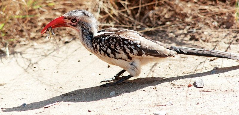 O Livro da Natureza: Calaus