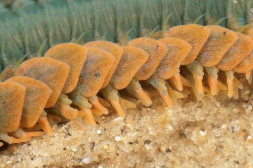 Real Monstrosities: King Ragworm