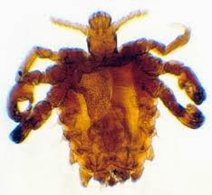 Las ladillas.: noviembre 2013