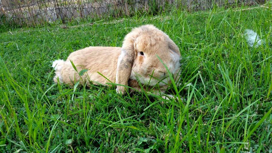 Carma Poodale : Goodbye Peanut Bunny. I Miss You Terribly