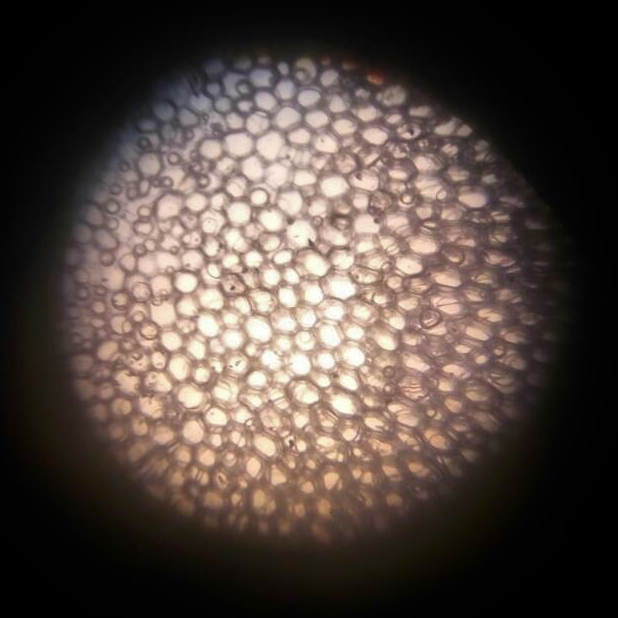 Cara Mengamati Bakteri - Perumperindo.co.id