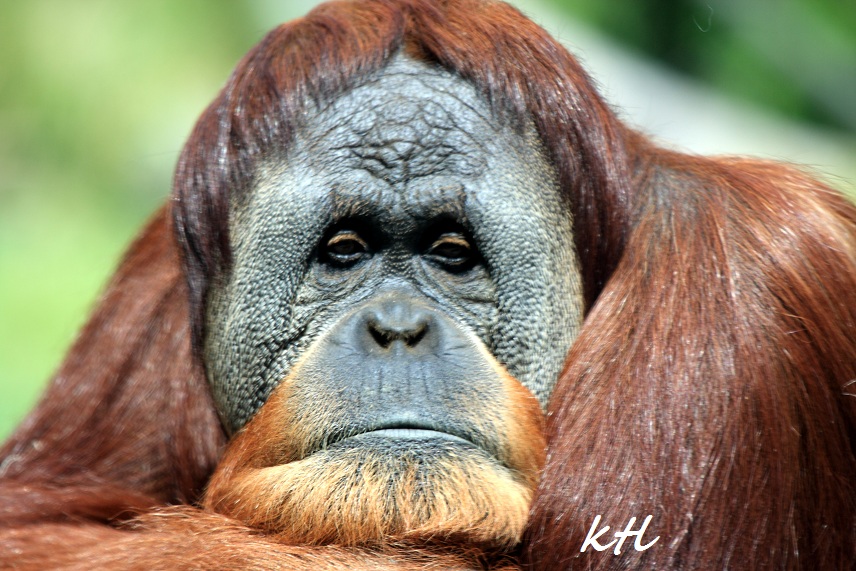 Disappointed Animal Face