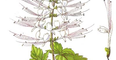 VADEMECUM NATURAL. FARMACOGNOSIA.: TÉ DE JAVA