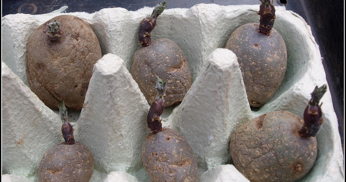 Mark's Veg Plot: Planting my first potatoes of the year