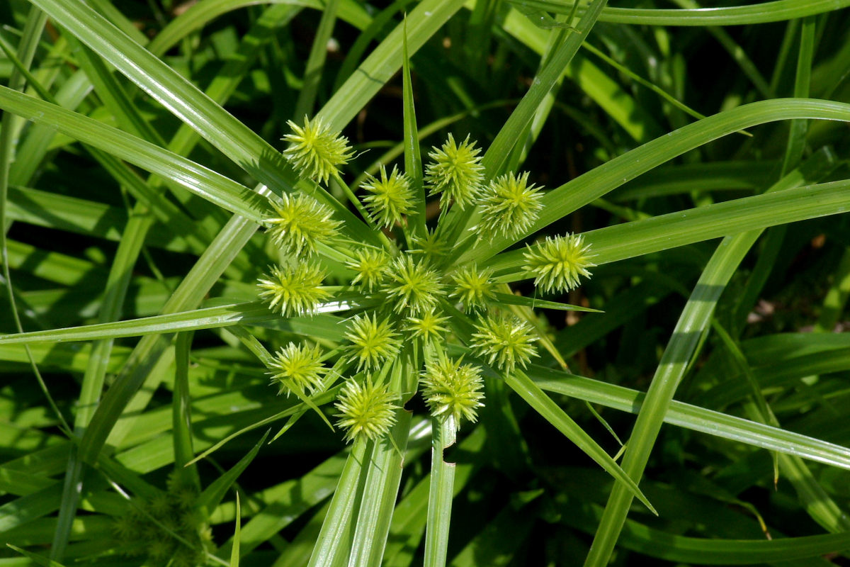 Rufino Osorio: Yellow Flatsedge – Cyperus croceus