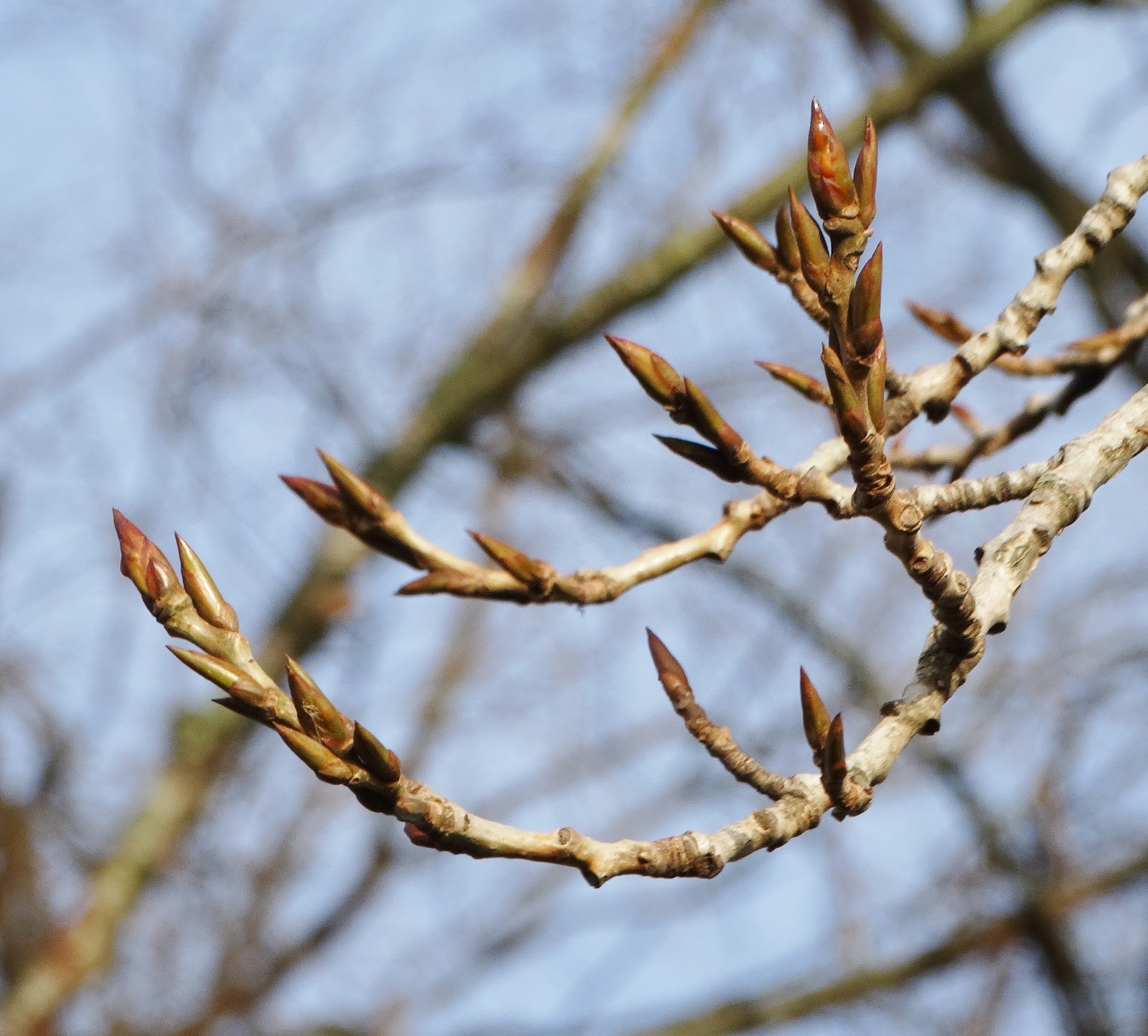 oog voor de natuur: Canadese populier (Populus x canadensis).