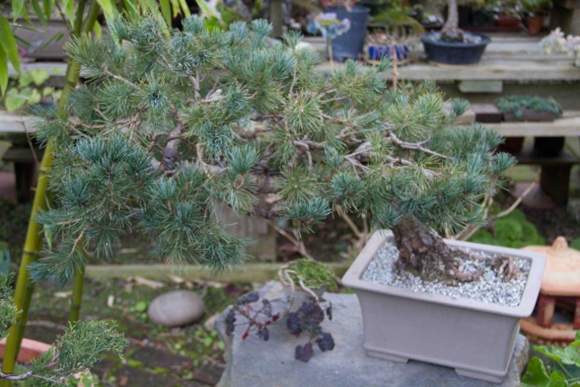 Natural Selection an Art Show: Bonsai Galore