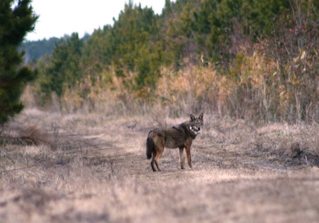 RETURN OF THE RED WOLF: Pack Intact