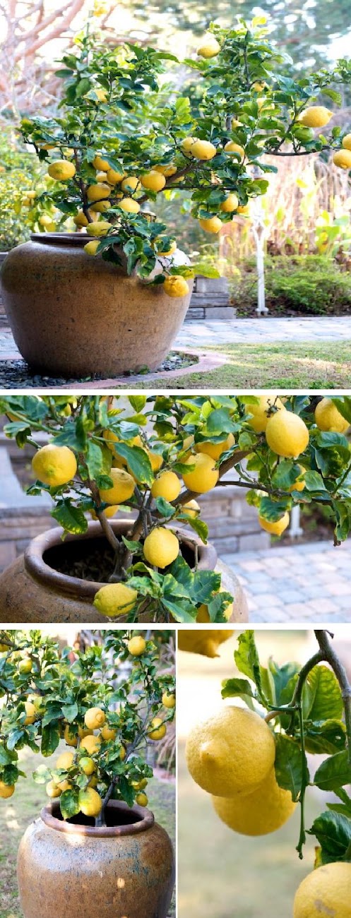 Lemon tree for Container Gardening