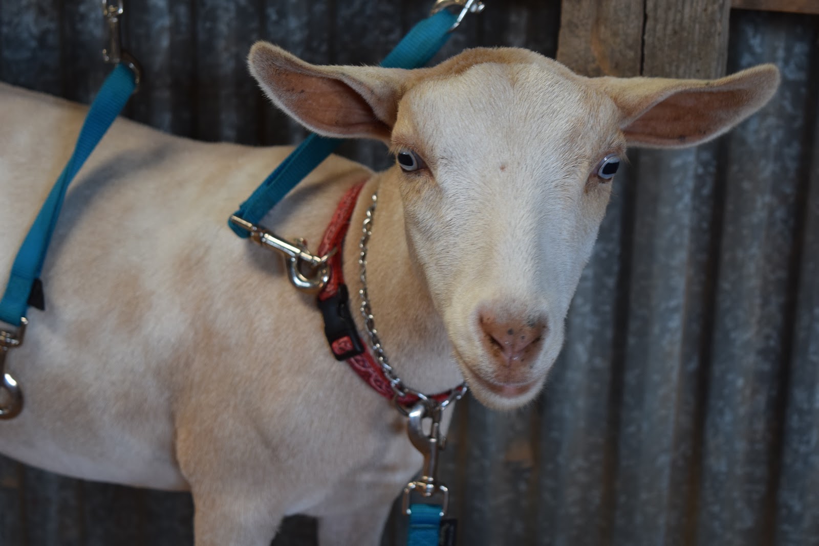 CAMP BLUE WALL: Udders, Udders Everywhere!