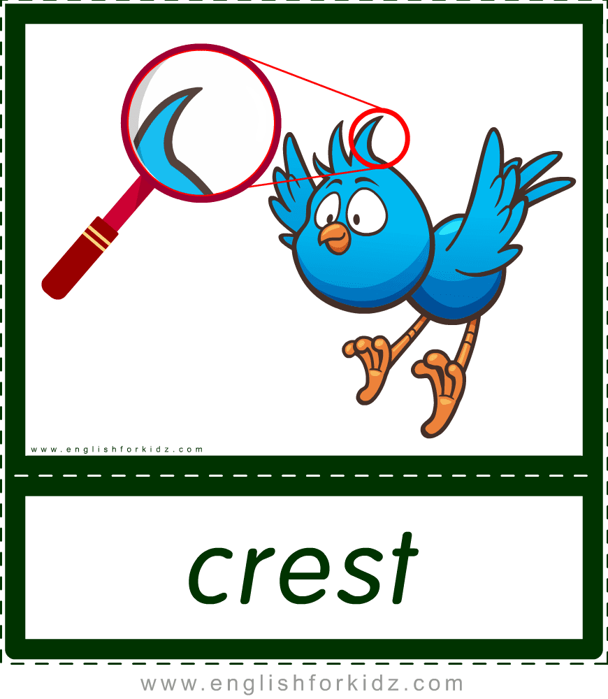 Printable Flashcards: Animal Body Parts. Part 1.