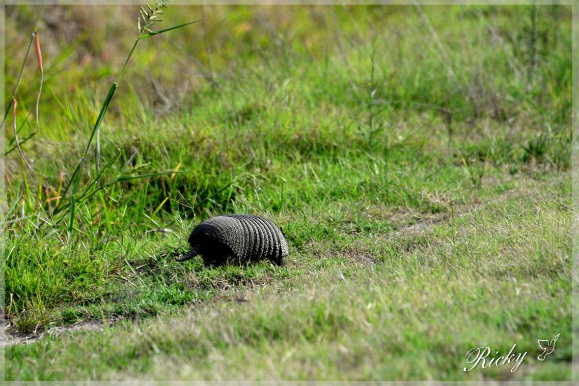 RiCKy: Tres lindos bichitos