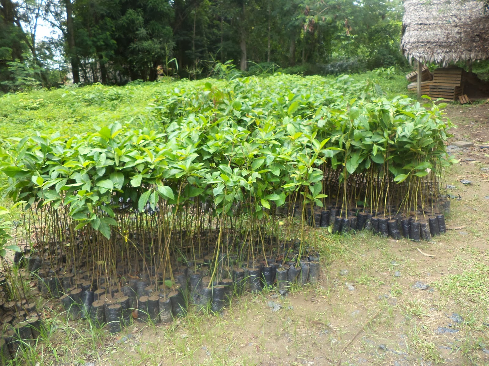 CONSULTORIA DE PROYECTOS DE DESARROLLO ECONÓMICO "CPD.SRL": PLANTONES ...