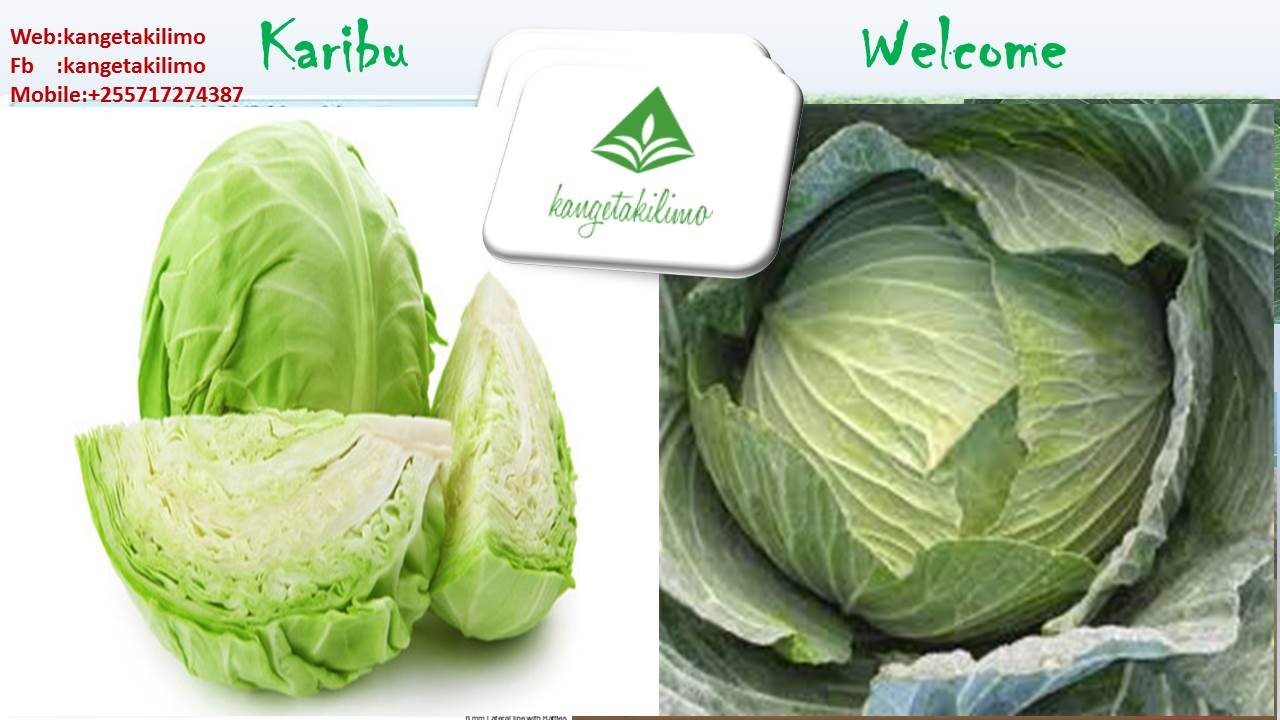 Kangetakilimo: KILIMO BORA CHA KABICHI NA KANGETAKILIMO