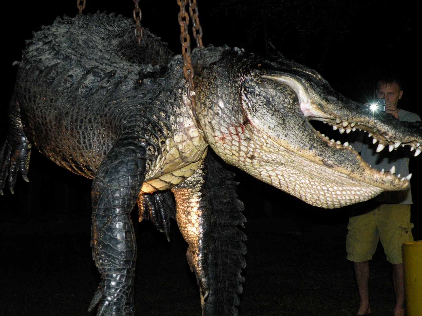 Cordray's: Stanton Gragg brought in a big bull gator!