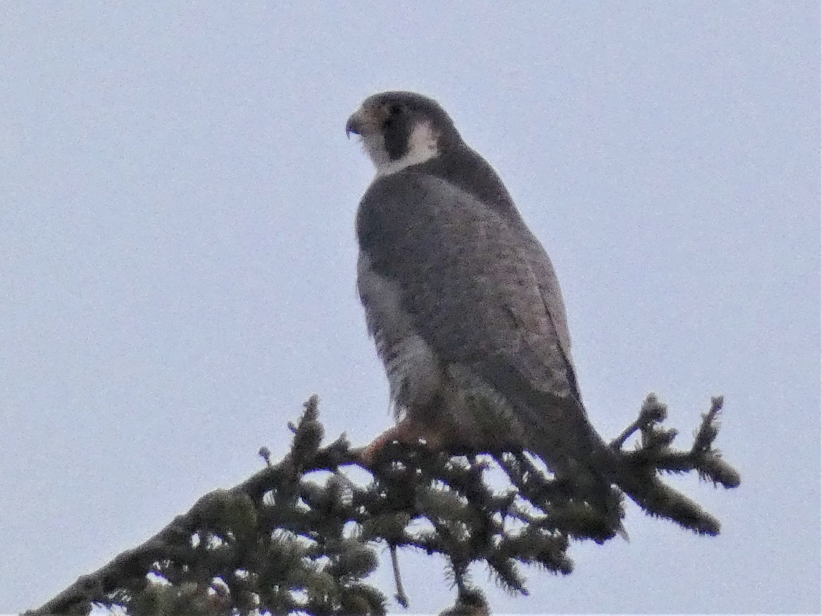 Geotripper's California Birds: Back From the Brink: Peregrine Falcon at ...
